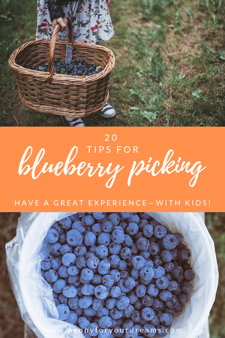 20 Blueberry Picking Tips | Have a Great U-Pick Experience— With Kids!